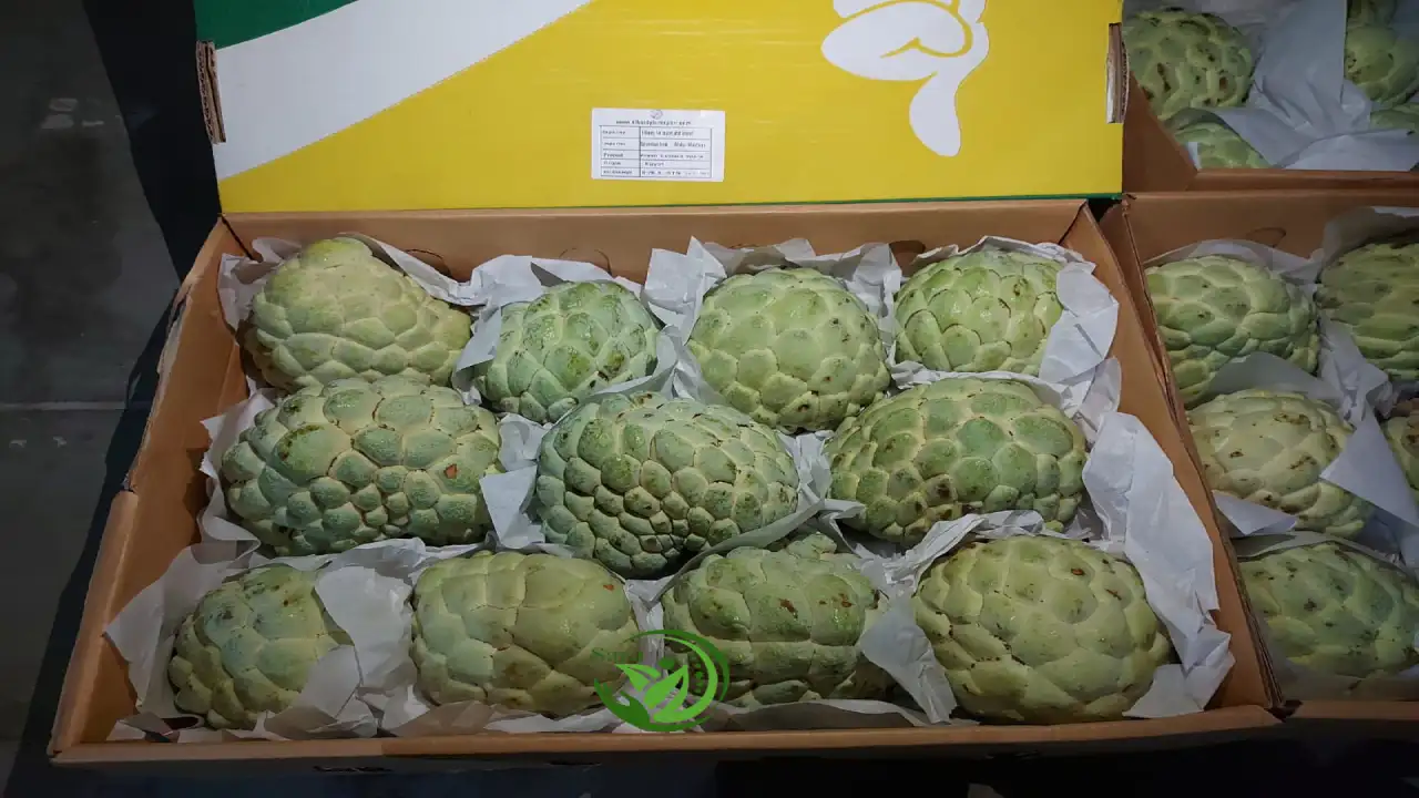 Buy Fresh Custard apple Egypt Supplier | elbardy for export