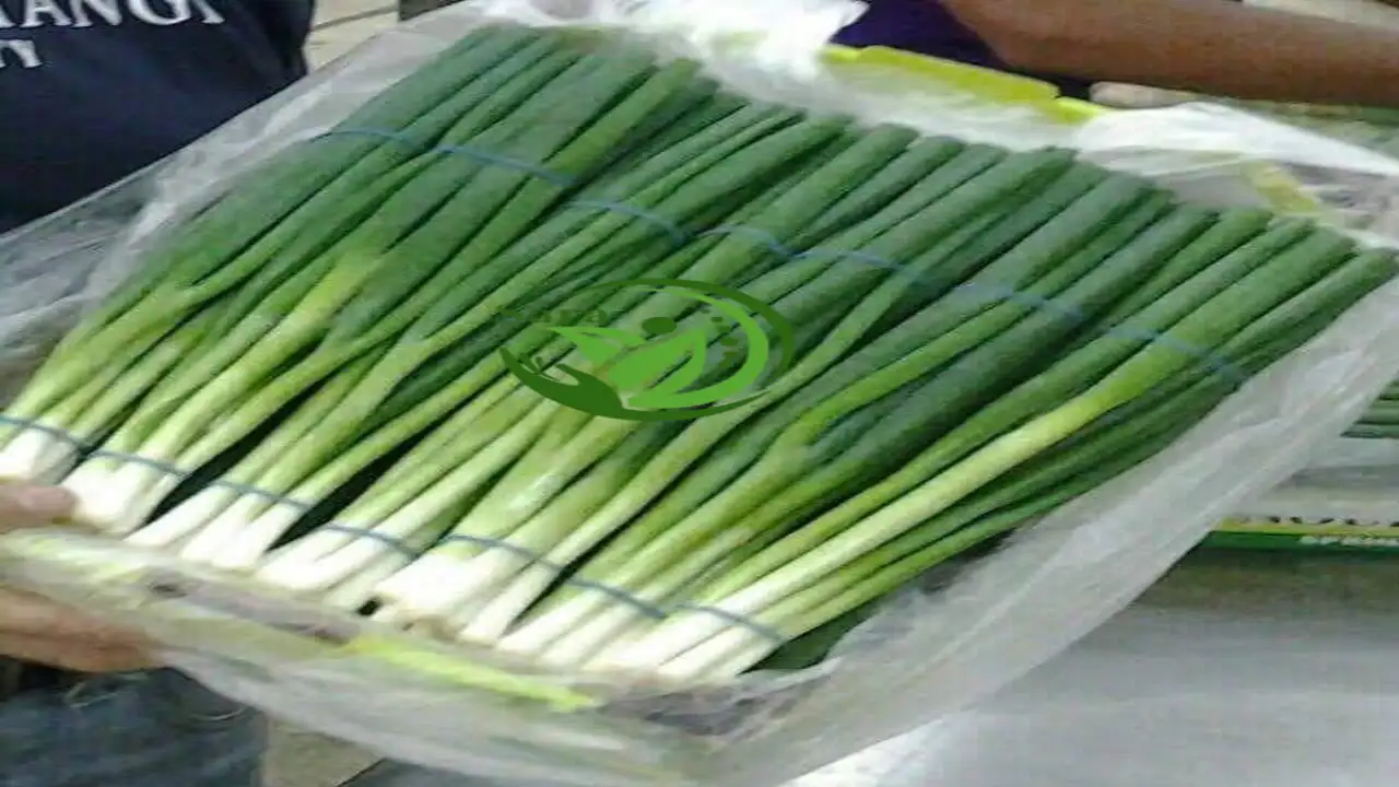 Order Fresh Spring onion Egypt Supplier | elbardy for export